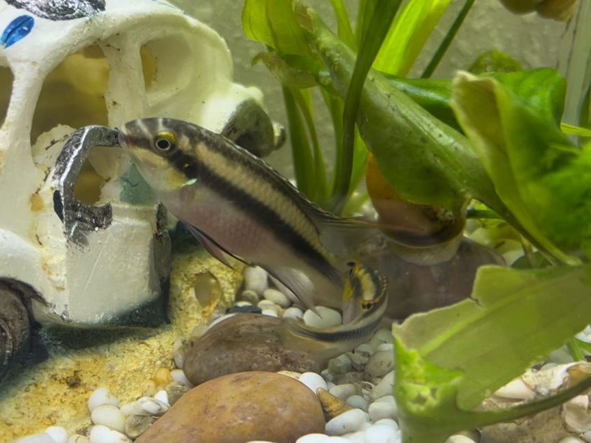 Пельвикахромис пульхера