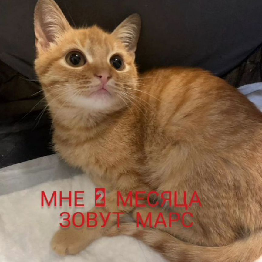 Котёнок Марс