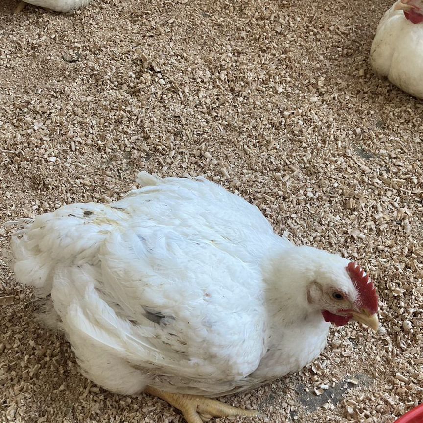 Куры бройлеры кобб 500