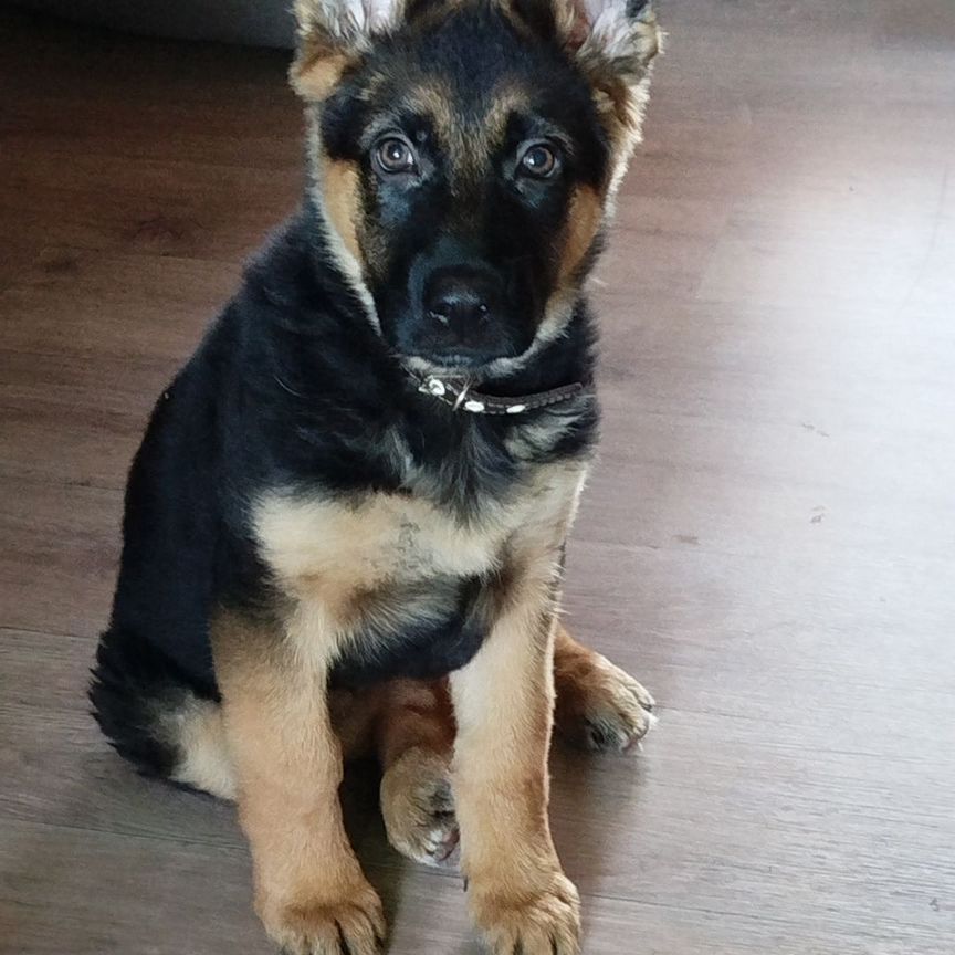 Немецкая овчарка