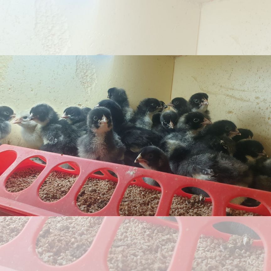 Мехеленская кукушка: Циплята, инкубационное яйцо