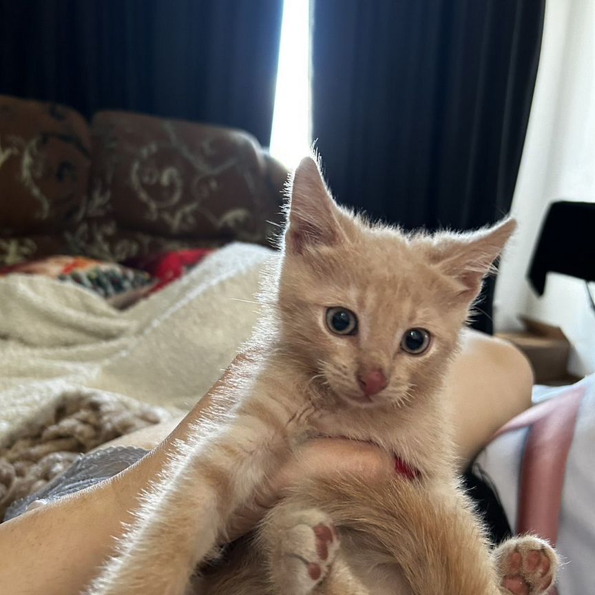Продаётся прекрасный котёнок