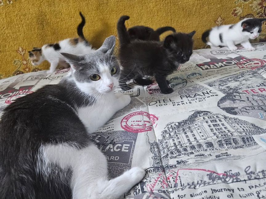 Котята в добрые руки