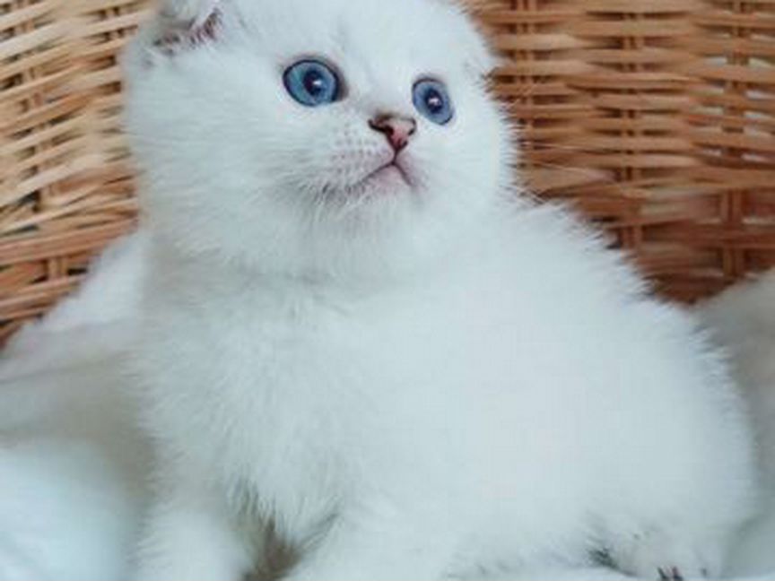 Шотландские вислоухие котята