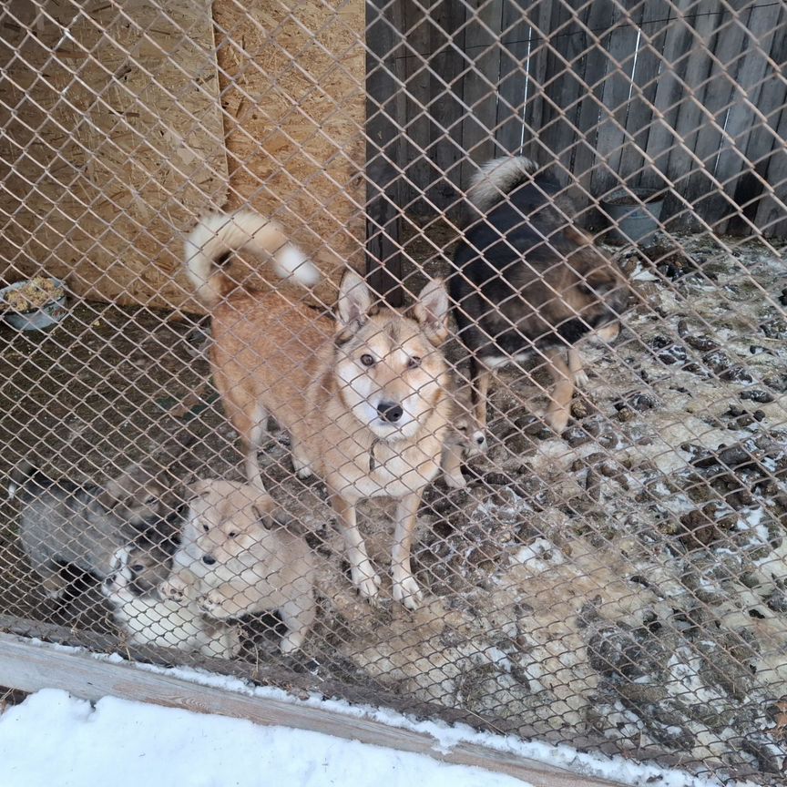 Шейки лайки