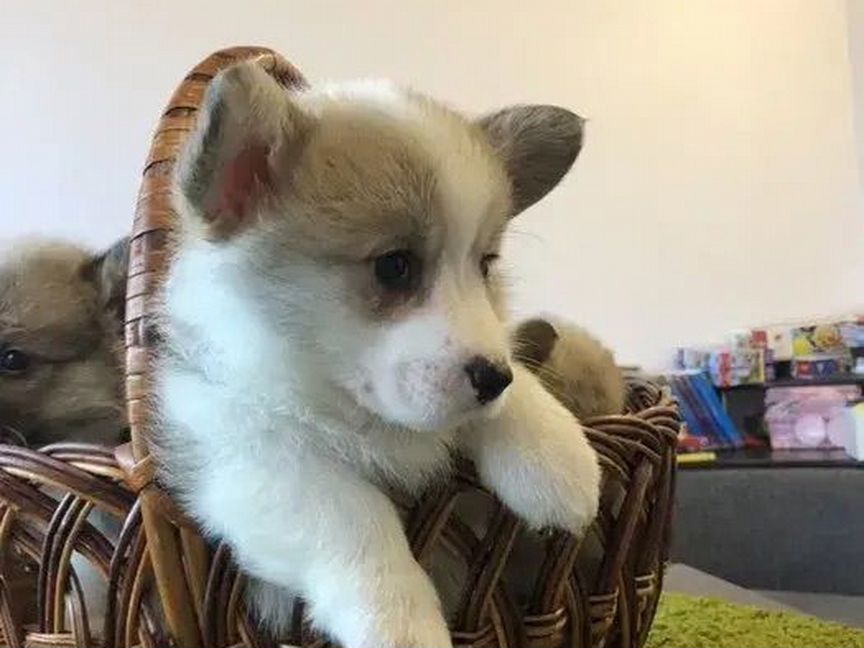 Щеночки корги