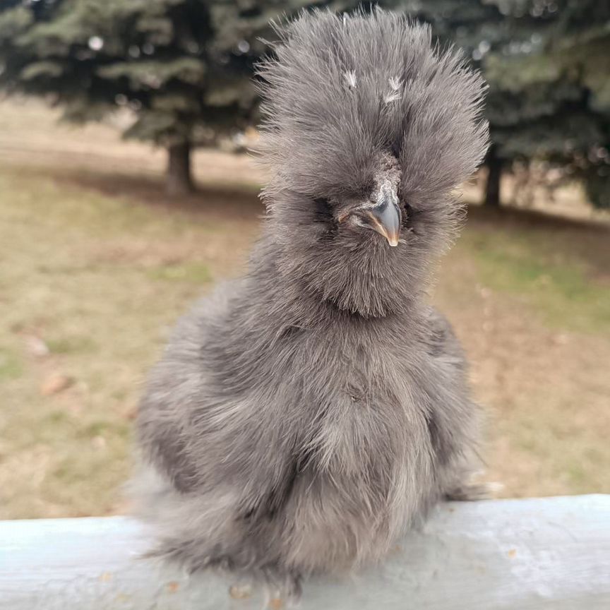 Китайская шелковая петушок