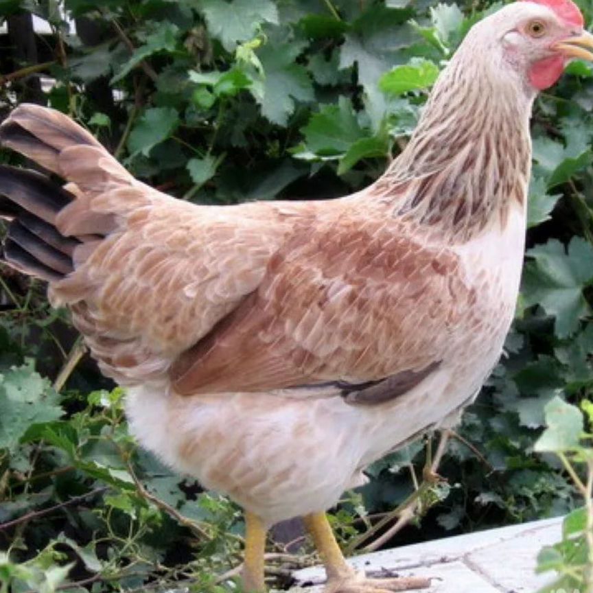 Инкубационное яйцо кур несушек загорская лососевая