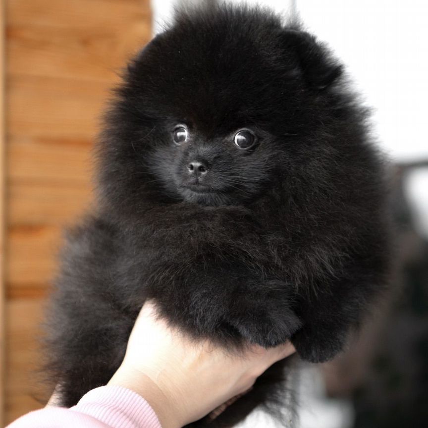 Померанский шпиц, щенок