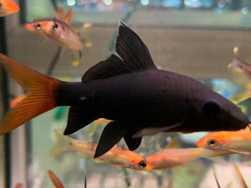 Отдам Лебео