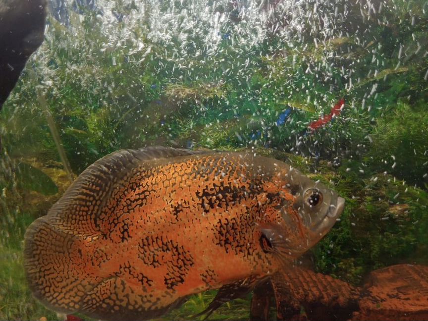 Аквариумная Рыба Астронотус