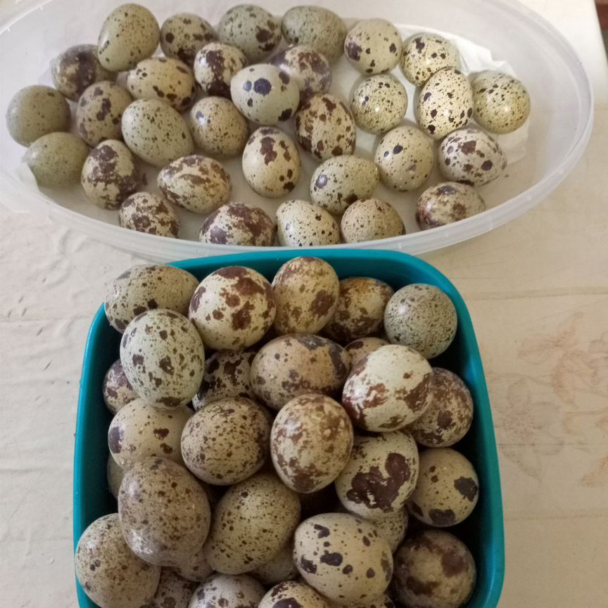 Инкубационное яйцо Техасский перепел