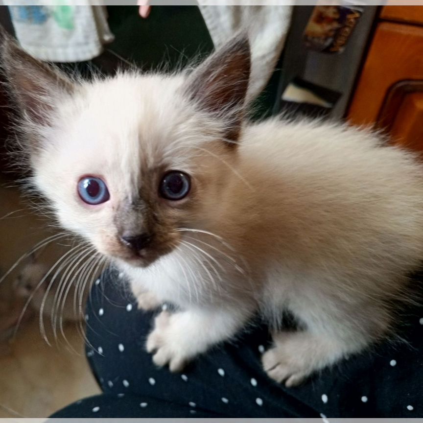Тайские котята