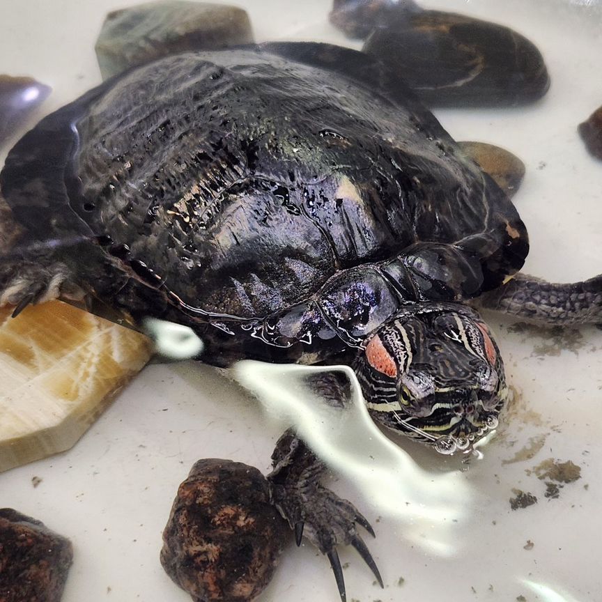 Красноухая черепаха