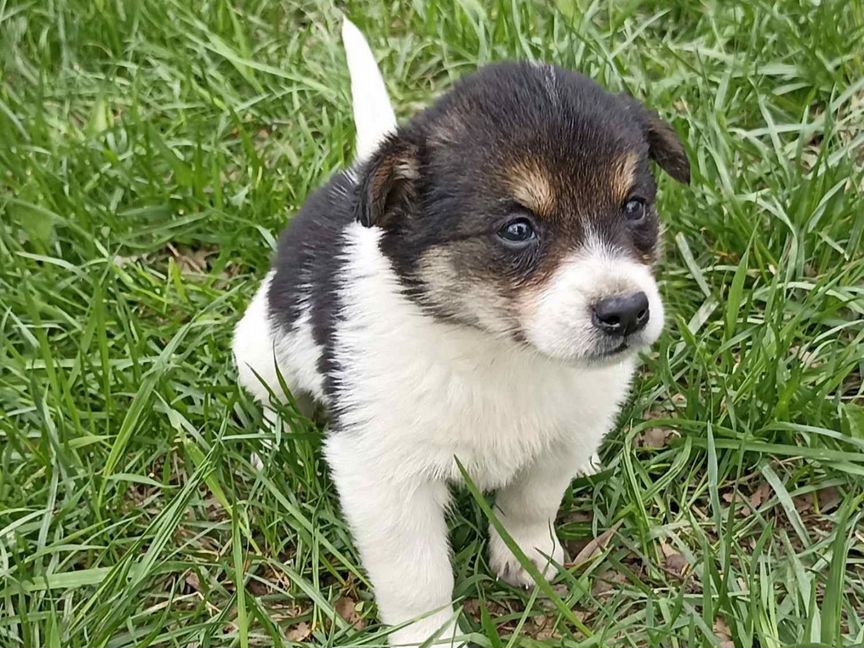 Щенок в добрые руки бесплатно