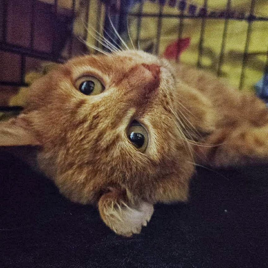 Котик ищет дом