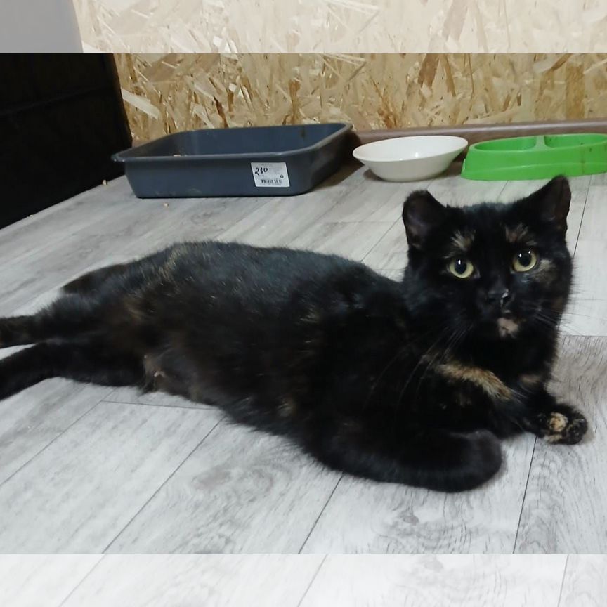 Британская короткошёрстная, взрослая кошка