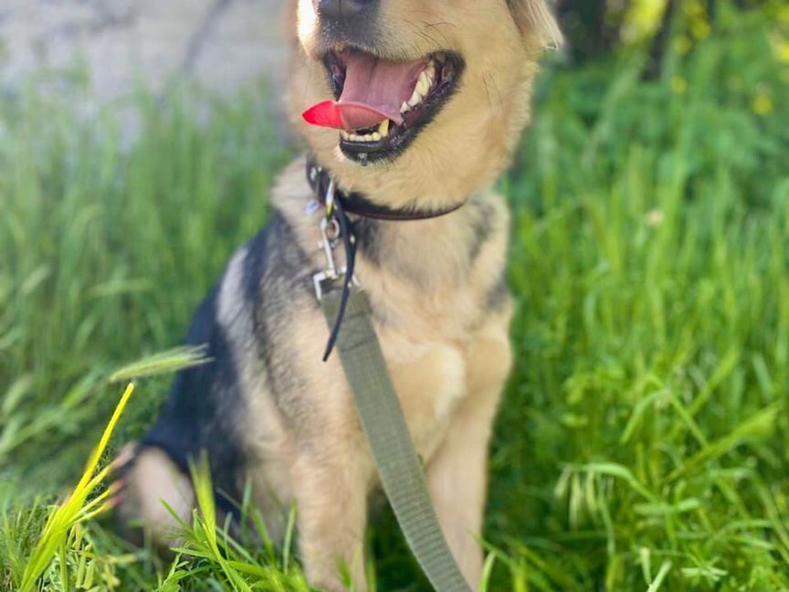 Небольшая собака Мира 1,5 года