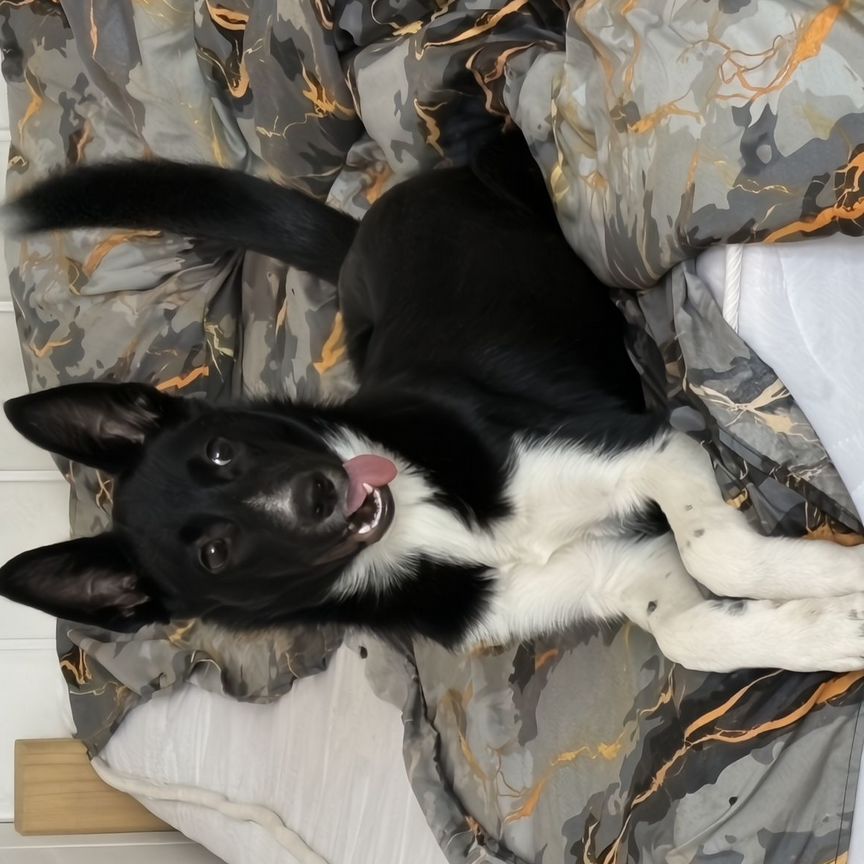 Лайка, щенок