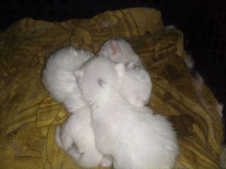 Котята в добрые руки