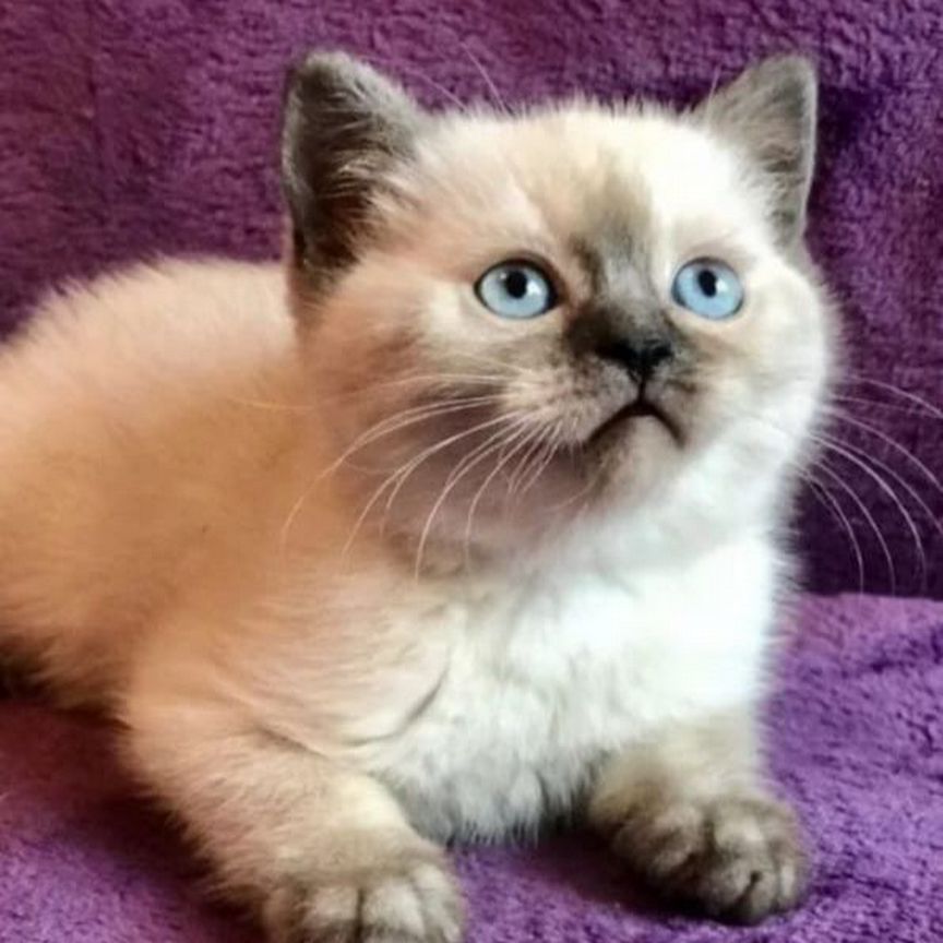 Шикарные котики) колорный окрас