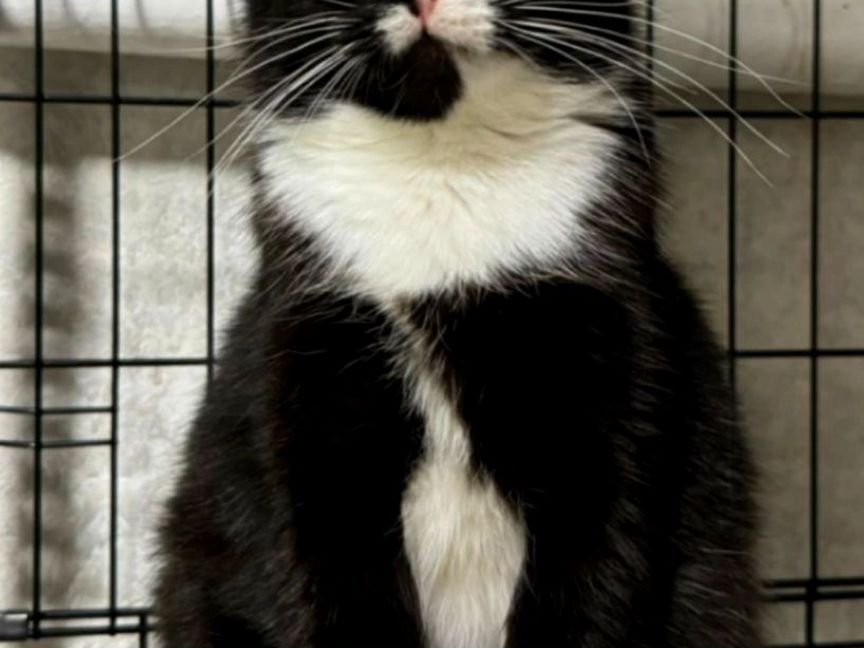 Капелька в дар