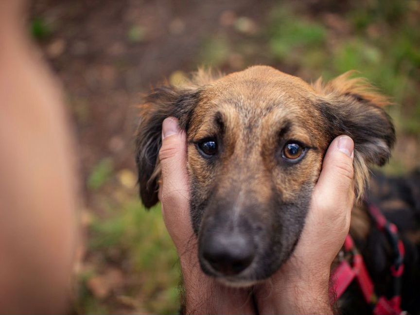 Малыш Джонни очень хочет стать домашним