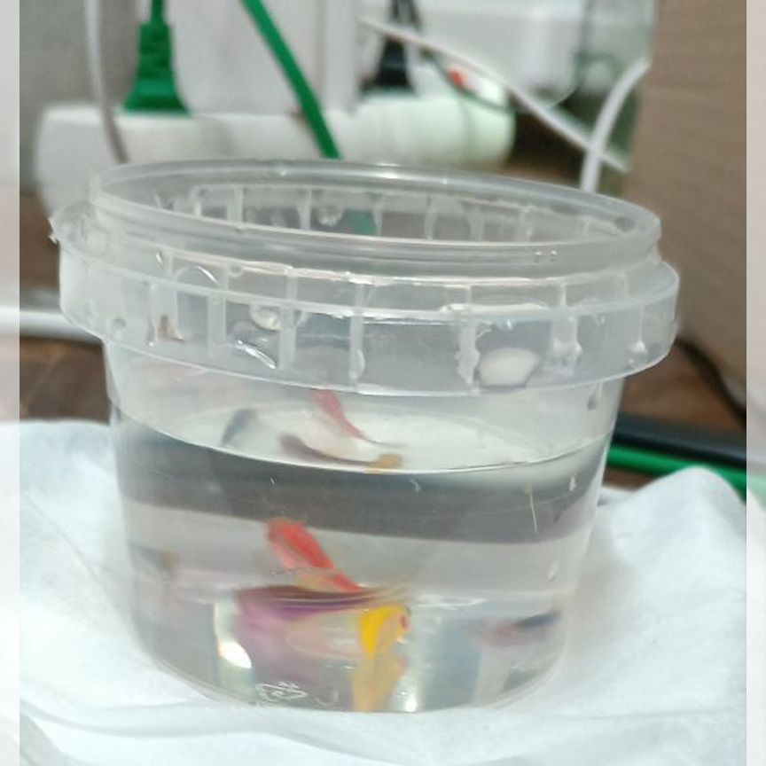 Аквариумные рыбки