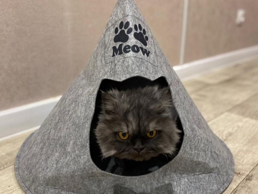 Британский кот в очень добрые руки