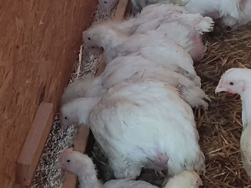 Бройлер подрощенный