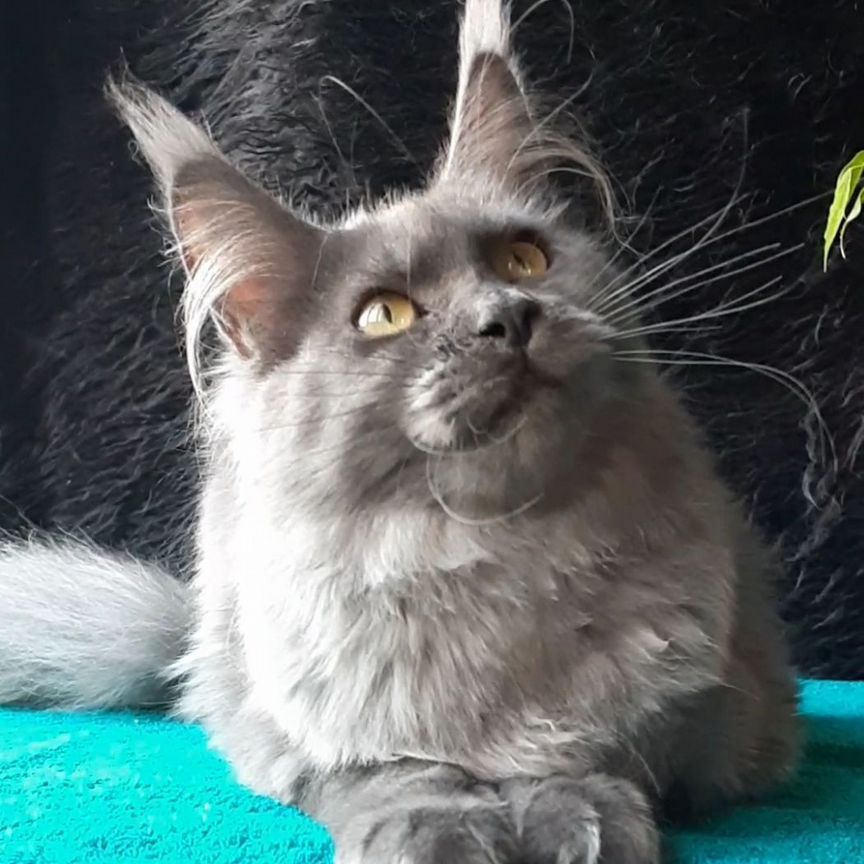 Животное - кошка