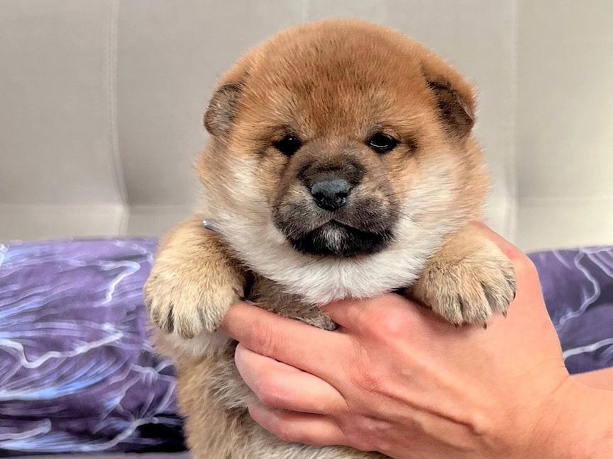 Сиба малышка