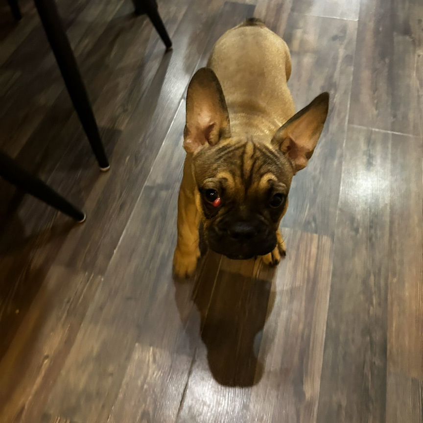 Французский бульдог