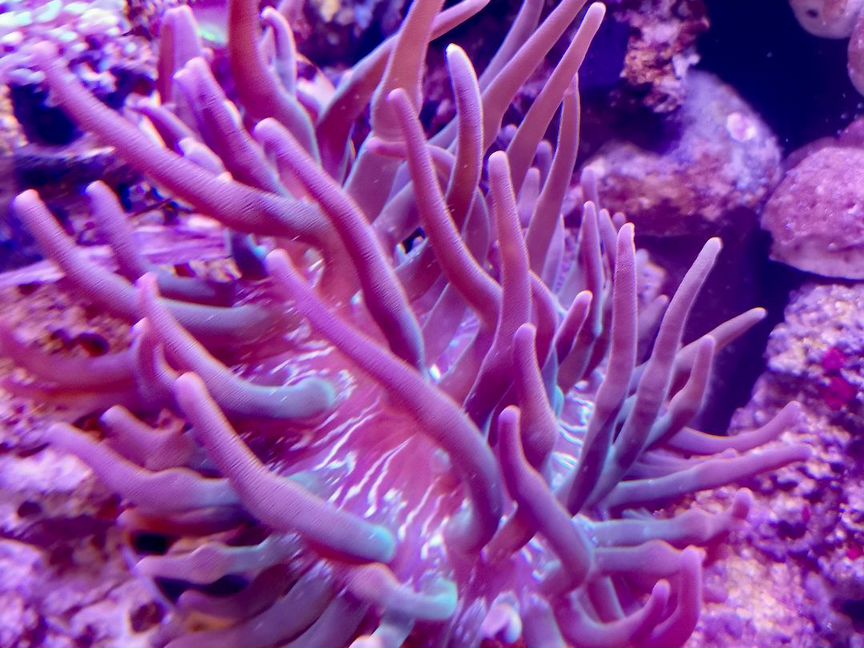 Актиния квадриколор кирпичного цвета