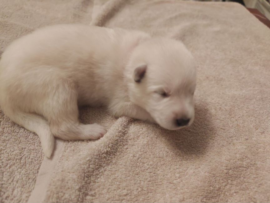 Щенки Белой швейцарской овчарки