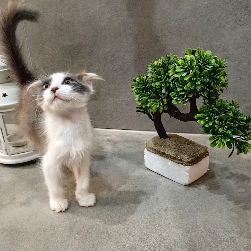 Чудо котёнок в добрые руки