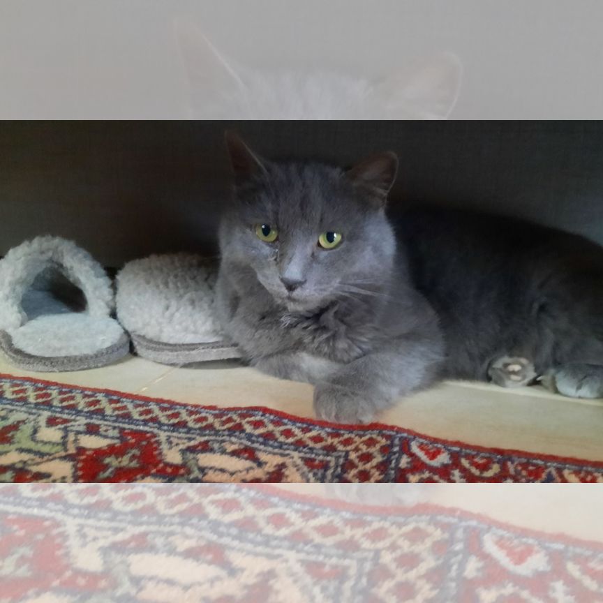 Британский короткошёрстный, взрослый кот