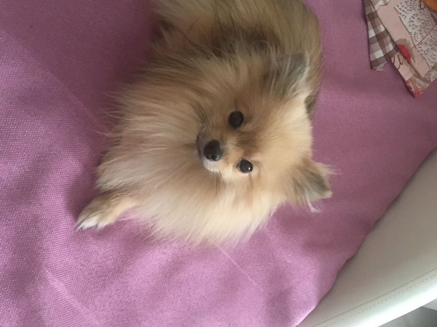 Подам собаку шпиц