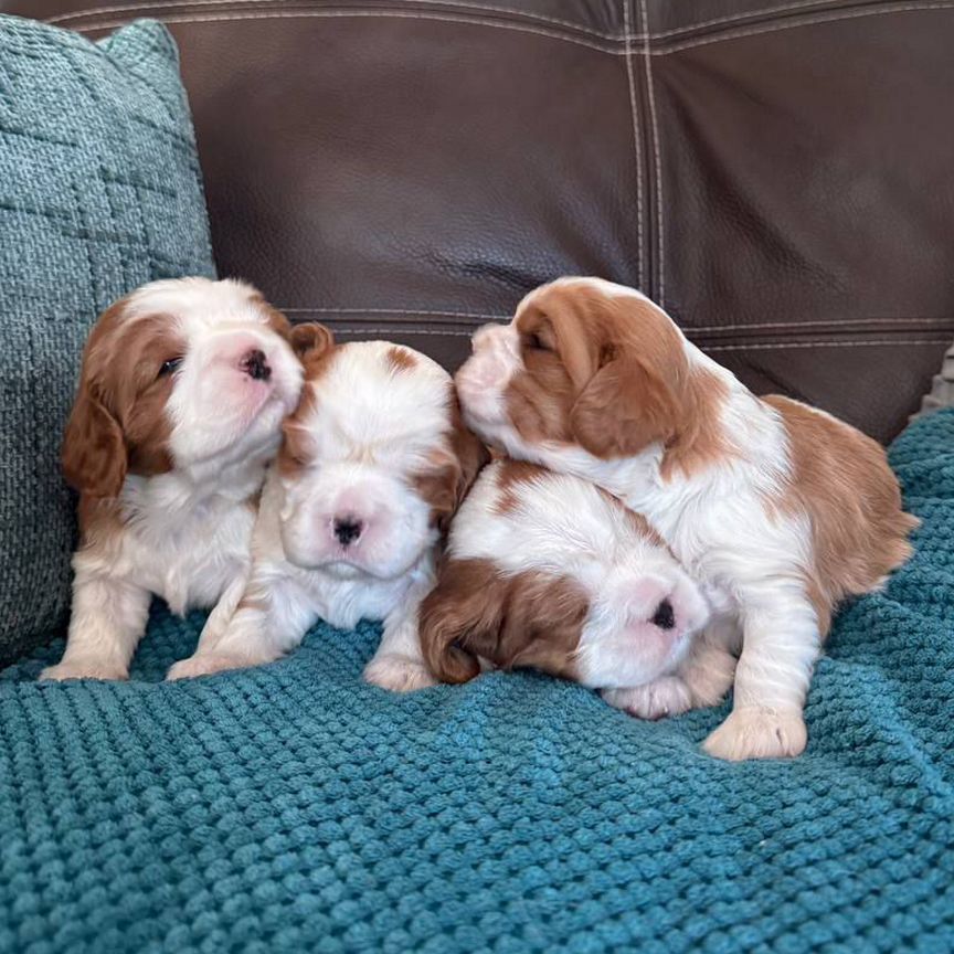 Кавалер кинг-чарльз-спаниель, щенок