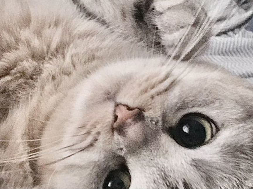 Кошка шотландка в добрые руки