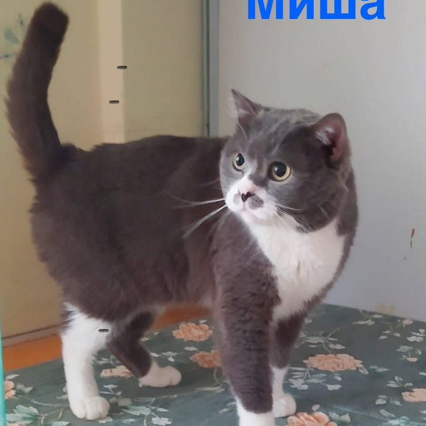 Кот Миша в добрые руки, фенотип британца