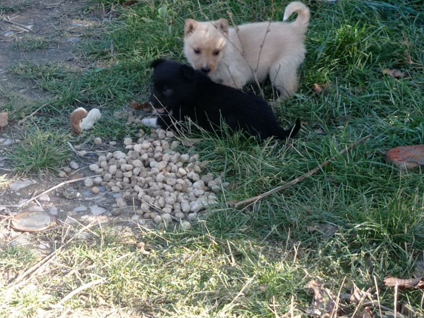 Брошенные щенки