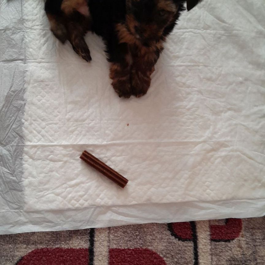 Продам девочку щенка