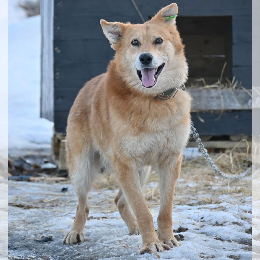 Взрослый пёс в добрые руки