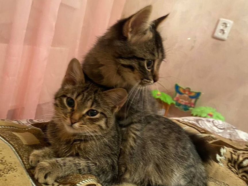 Котята 3.5 месяца в добрые руки