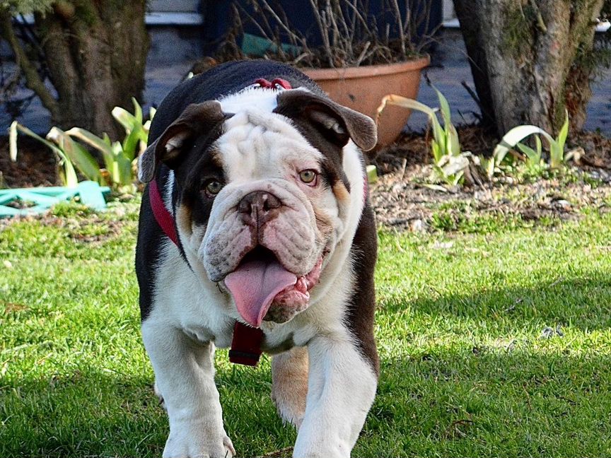 Английский бульдог мальчик