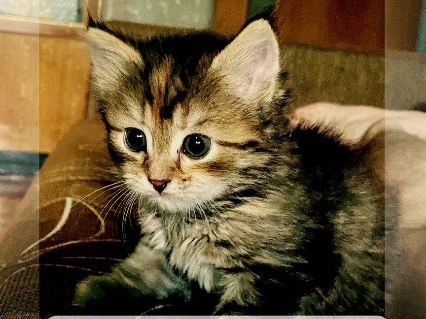 Котенок Ищет Своего Человека