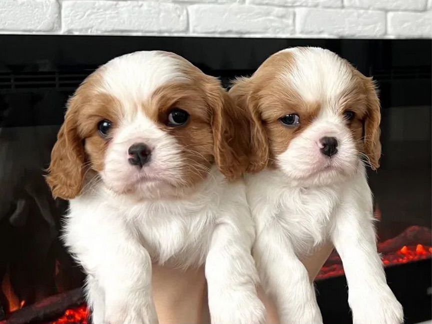 Кавалеры Кинг чарльз спаниель щенки