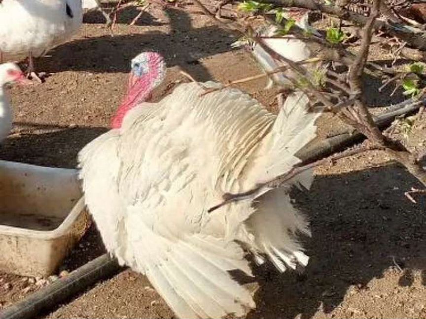 Индюки, индоутки