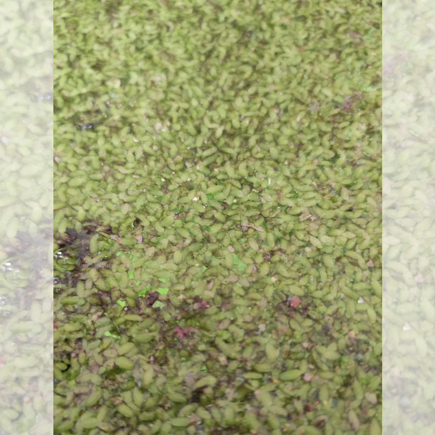 Водоросли для аквариума